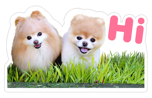 Boo The World's Cutest Dog